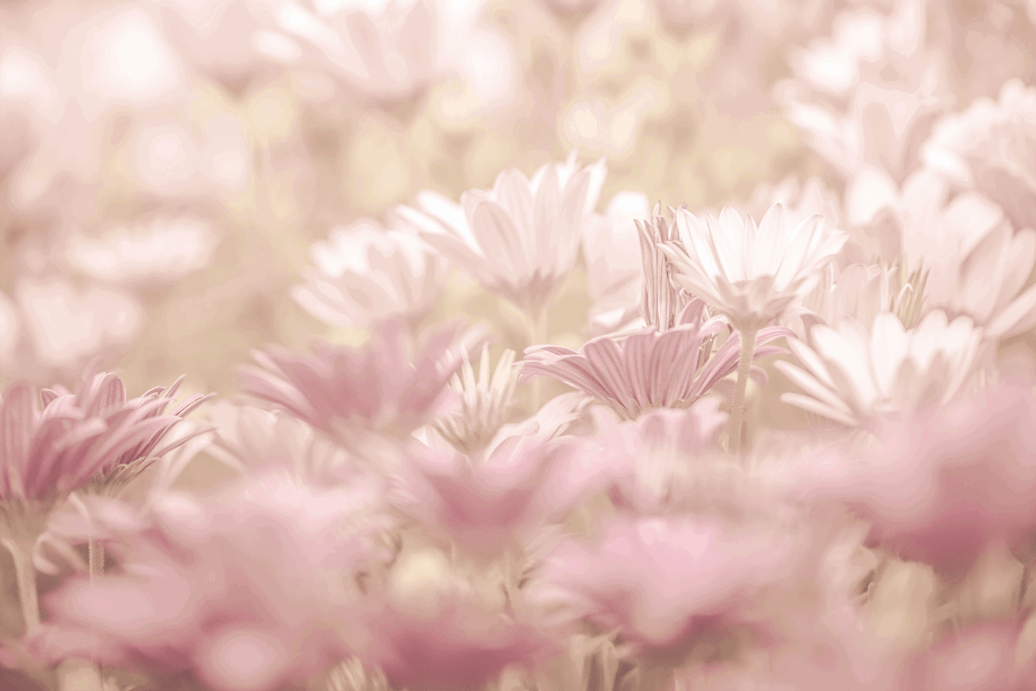 Spring Header Size